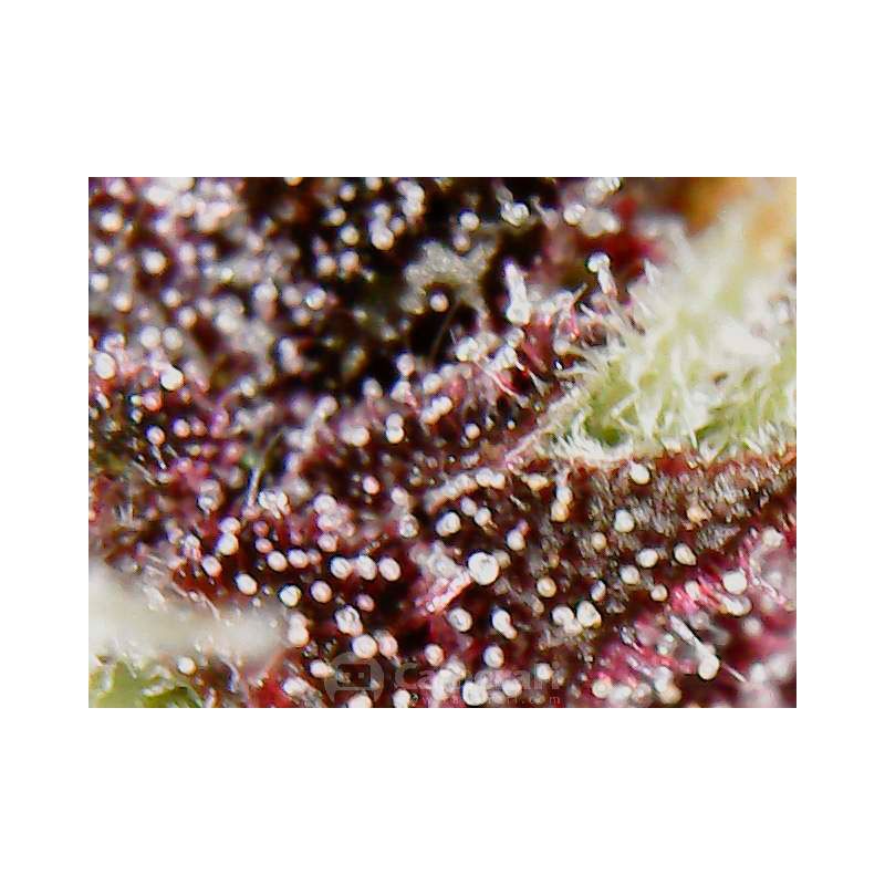 Bloody Skunk Auto Sweet Seeds