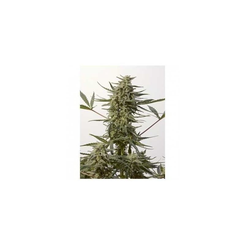 Critical 47 Auto Positronics Seeds x5