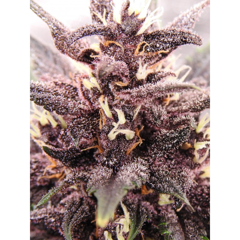 Devil Cream Auto Sweet Seed